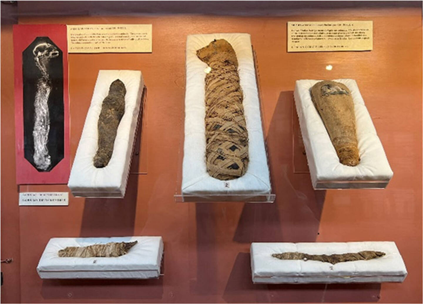 3D X-Ray Micro-CT Unveils Secrets of Ancient Egyptian Animal Mummies ...