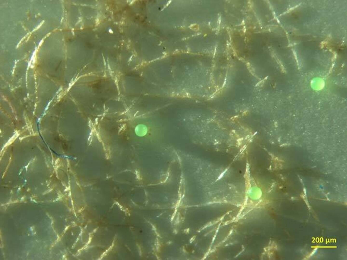 Functionalized Biodegradable Fibres for Improved Water Treatment - ÉTS ...