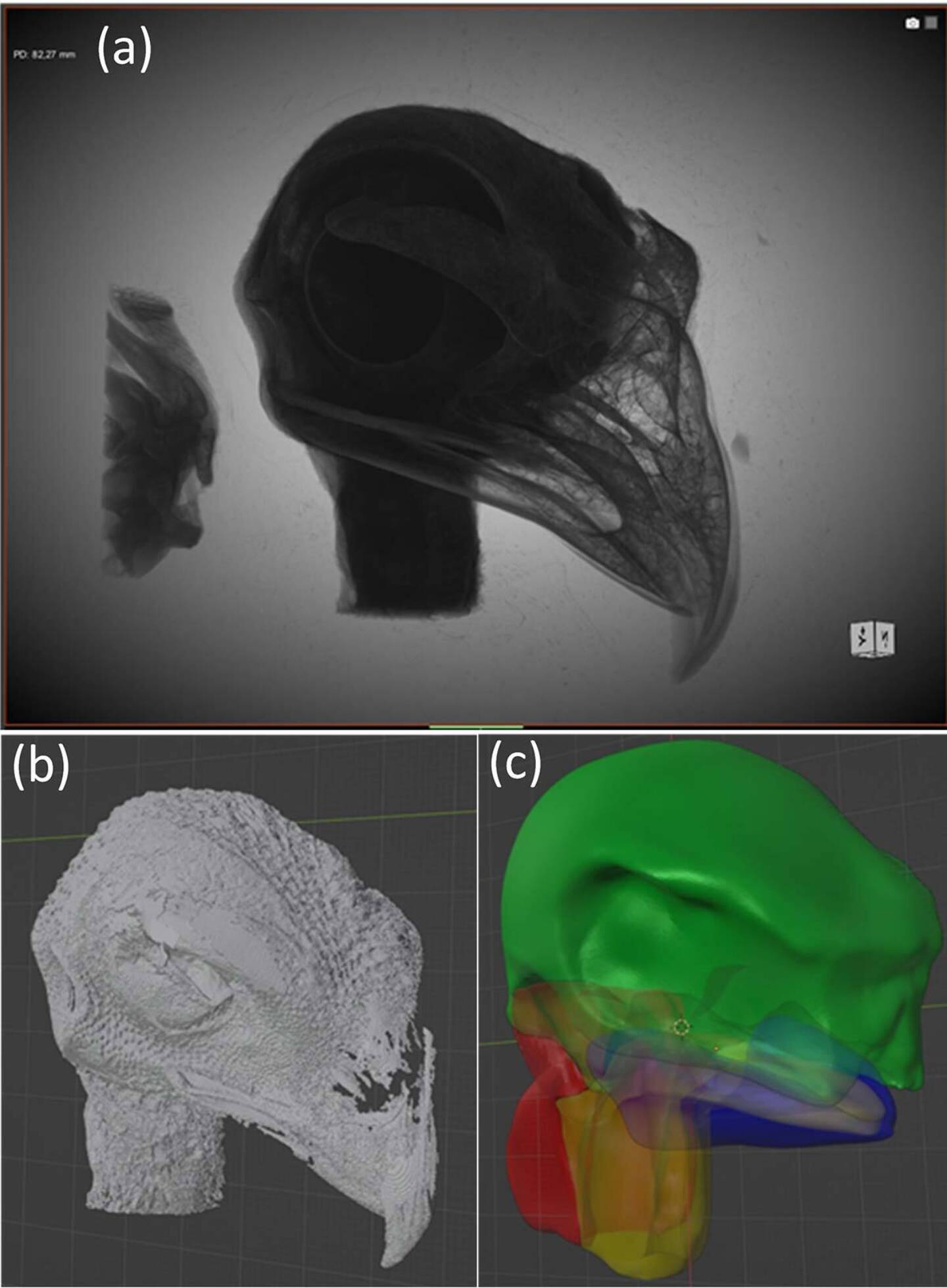 A 3D Printed Bird Model for Veterinary Students - ÉTS Montréal