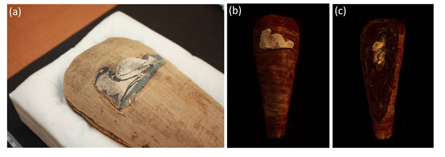 3D X-Ray Micro-CT Unveils Secrets of Ancient Egyptian Animal Mummies ...