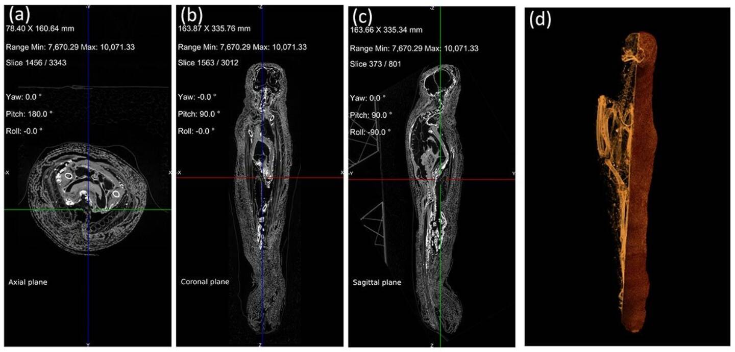 3D X-Ray Micro-CT Unveils Secrets of Ancient Egyptian Animal Mummies ...