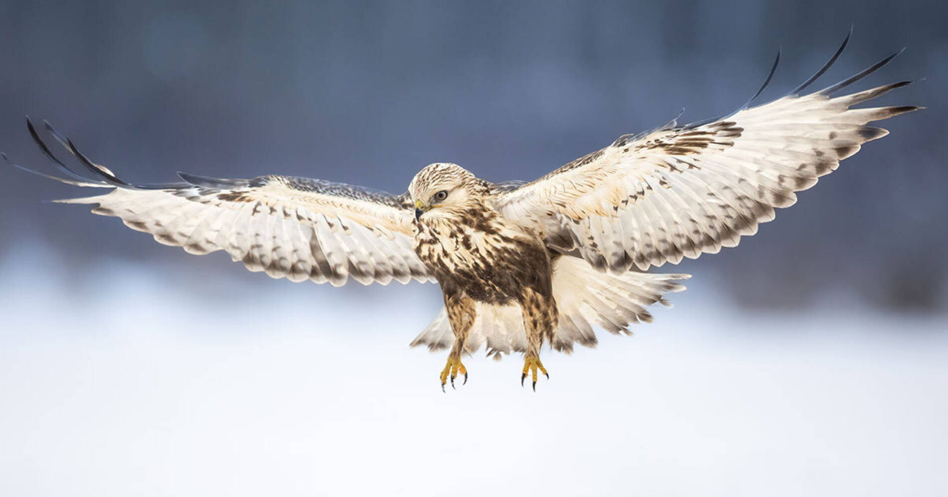 UN MODÈLE D’OISEAU IMPRIMÉ 3D POUR LES ÉTUDIANTS VÉTÉRINAIRES - ÉTS ...